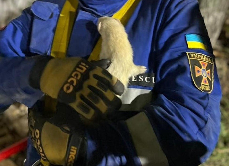 Атака дронів камікадзе на Київ З під завалів витягли домашнього тхора