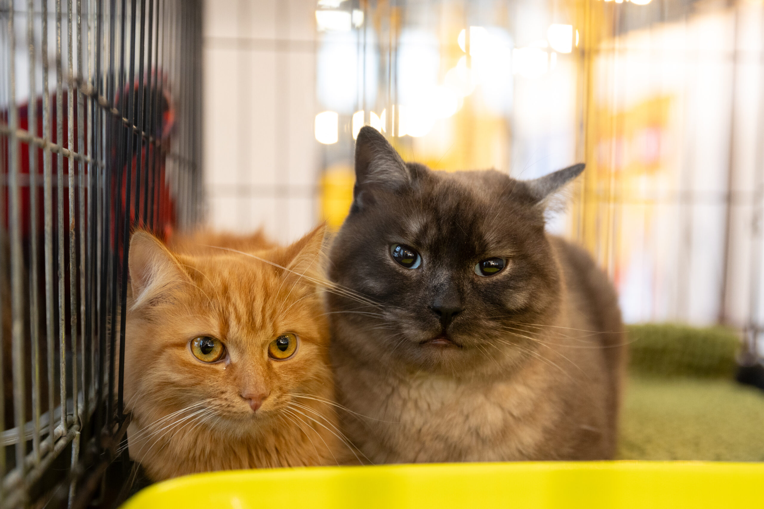 AdoptMe Days | Only Cats: у Києві пройде фестиваль адопції котів ...